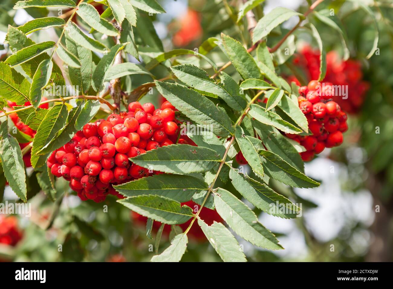 Cale leaves hi-res stock photography and images - Alamy
