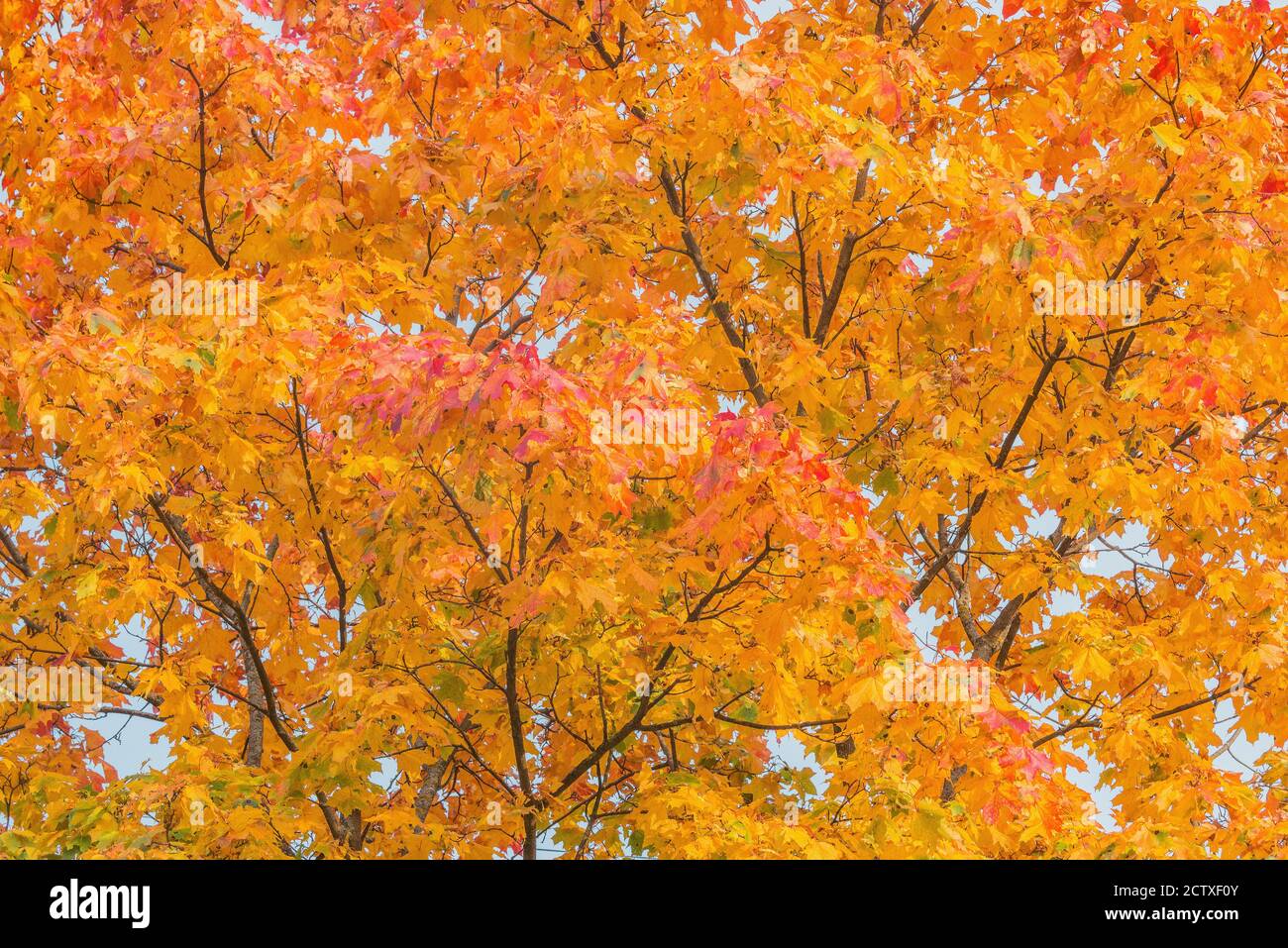 Maple trees in the city park at autumn day time Stock Photo - Alamy