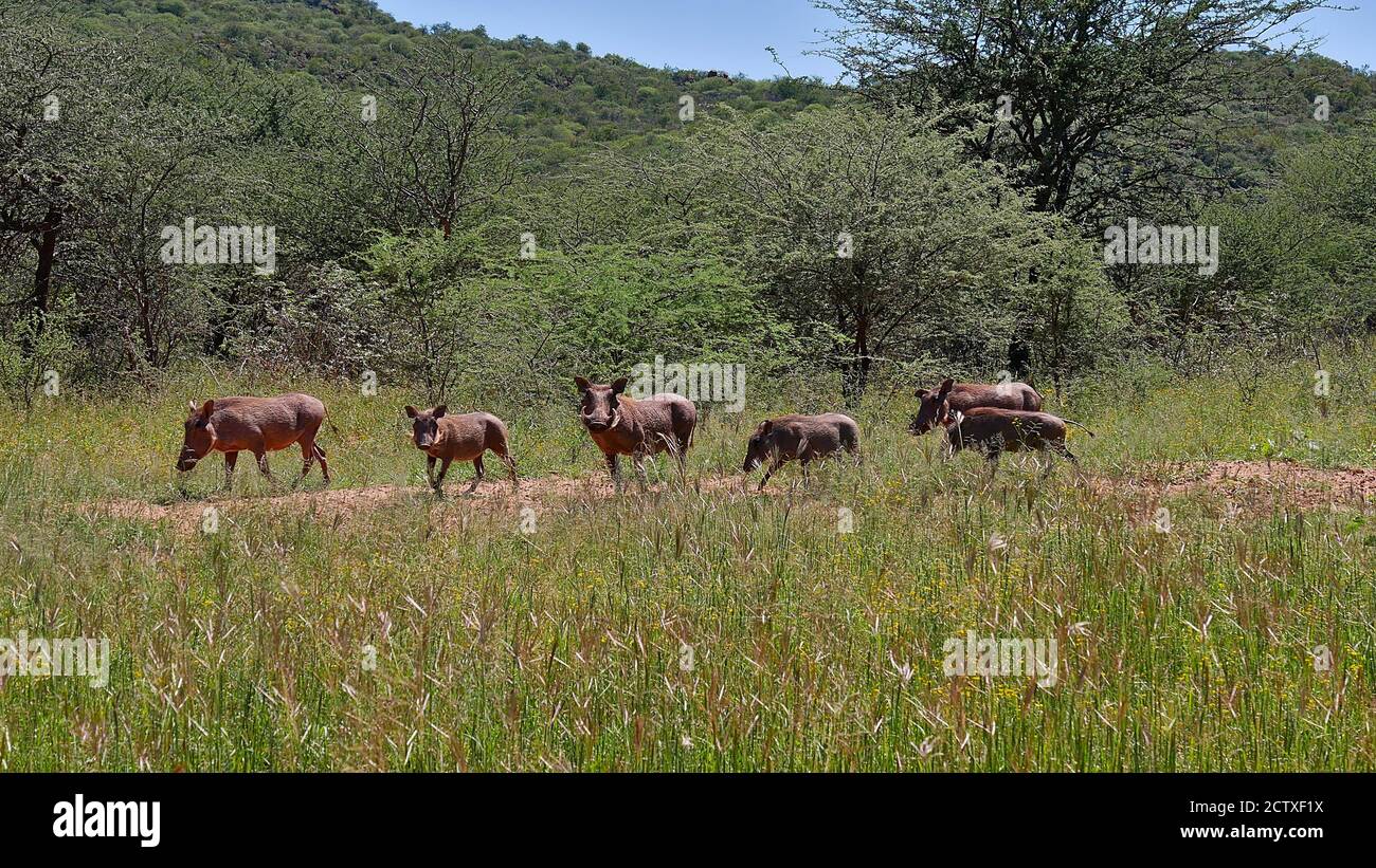 Kalahari desert hi-res stock photography and images - Alamy