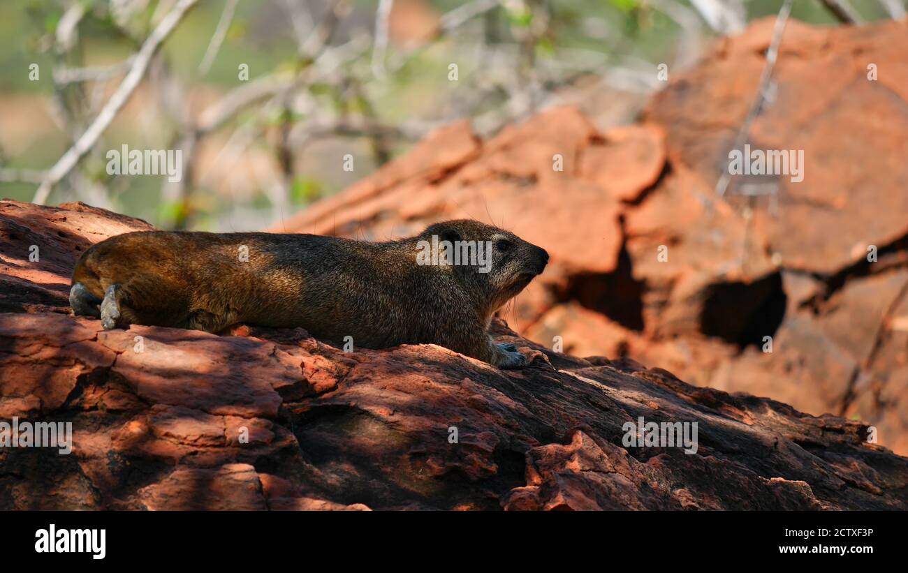 Grimly looking rock hyrax (also cape hyrax, procavia capensis) relaxing ...