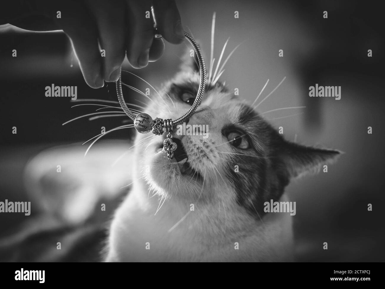 Cat face shot Black and White Stock Photos & Images - Alamy