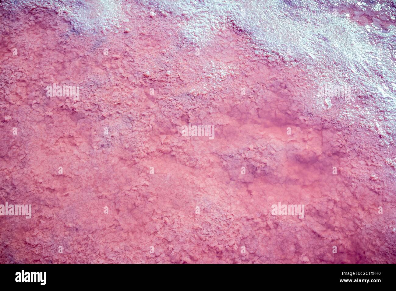 Pink algae hi-res stock photography and images - Alamy