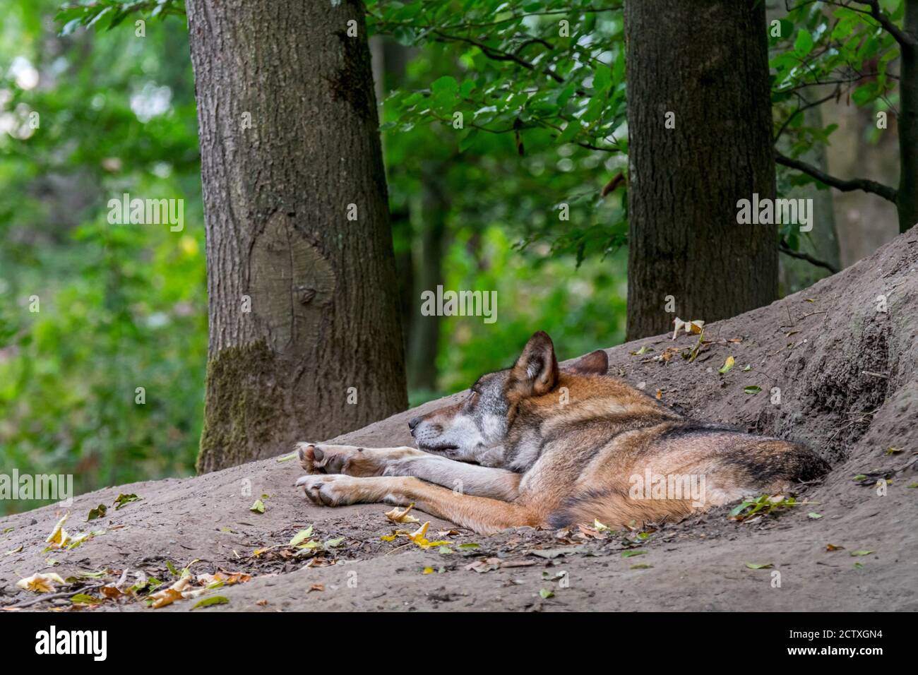 European gray wolf / wild grey wolf (Canis lupus) sleeping in front of ...