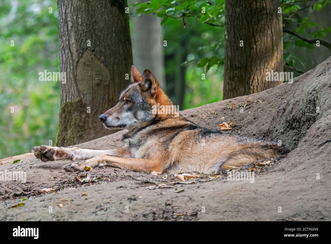 European gray wolf / wild grey wolf (Canis lupus) resting in front of ...
