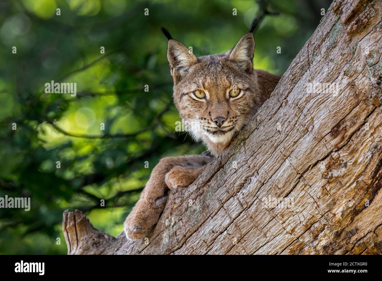 Eurasian lynx (Lynx lynx) resting on fallen tree trunk in forest Stock ...