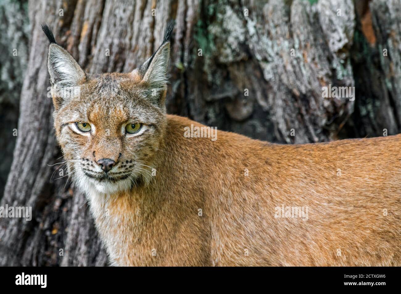 Front lynx hi-res stock photography and images - Alamy