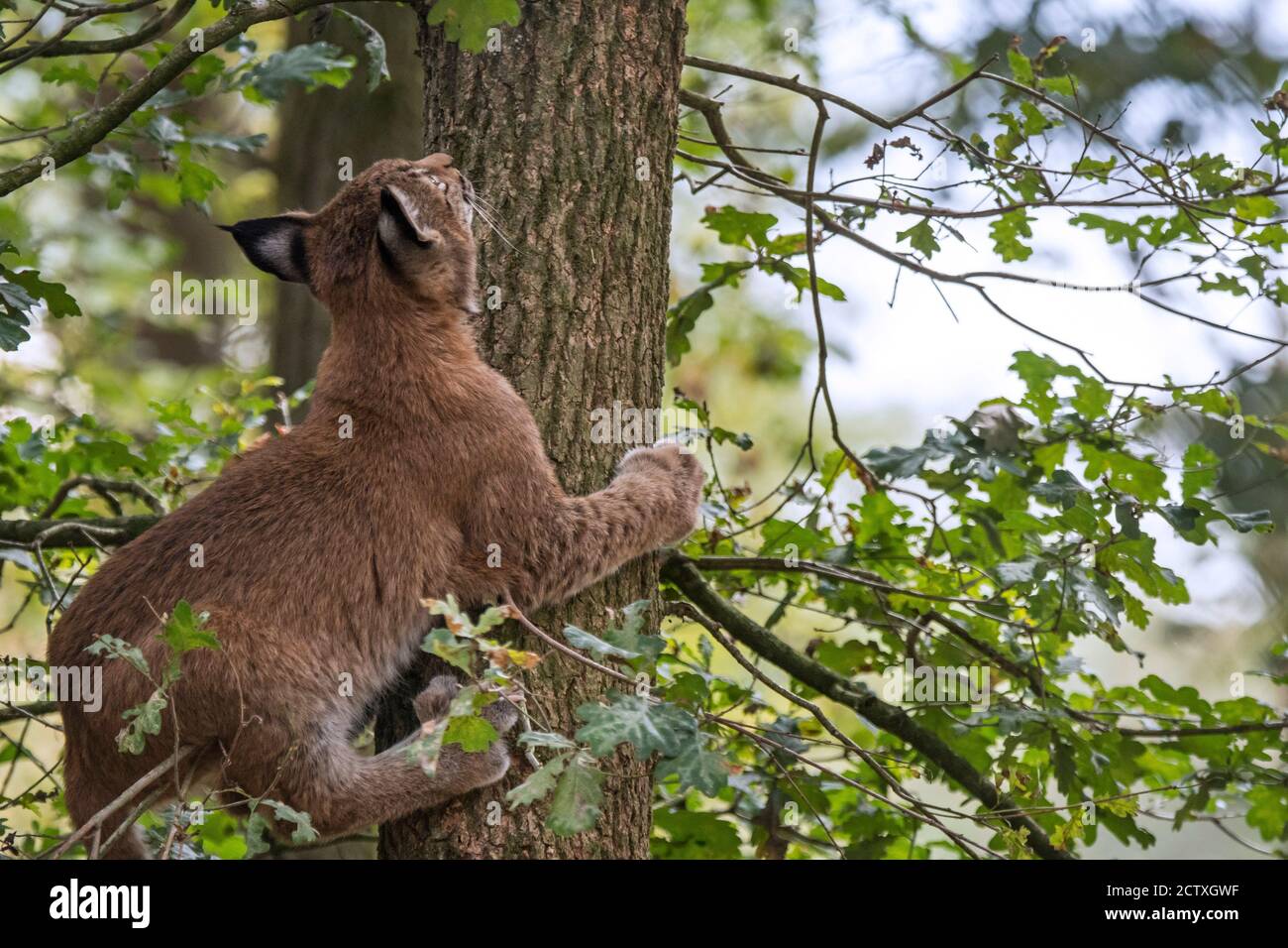 Young Eurasian lynx (Lynx lynx) juvenile climbing oak tree in deciduous ...