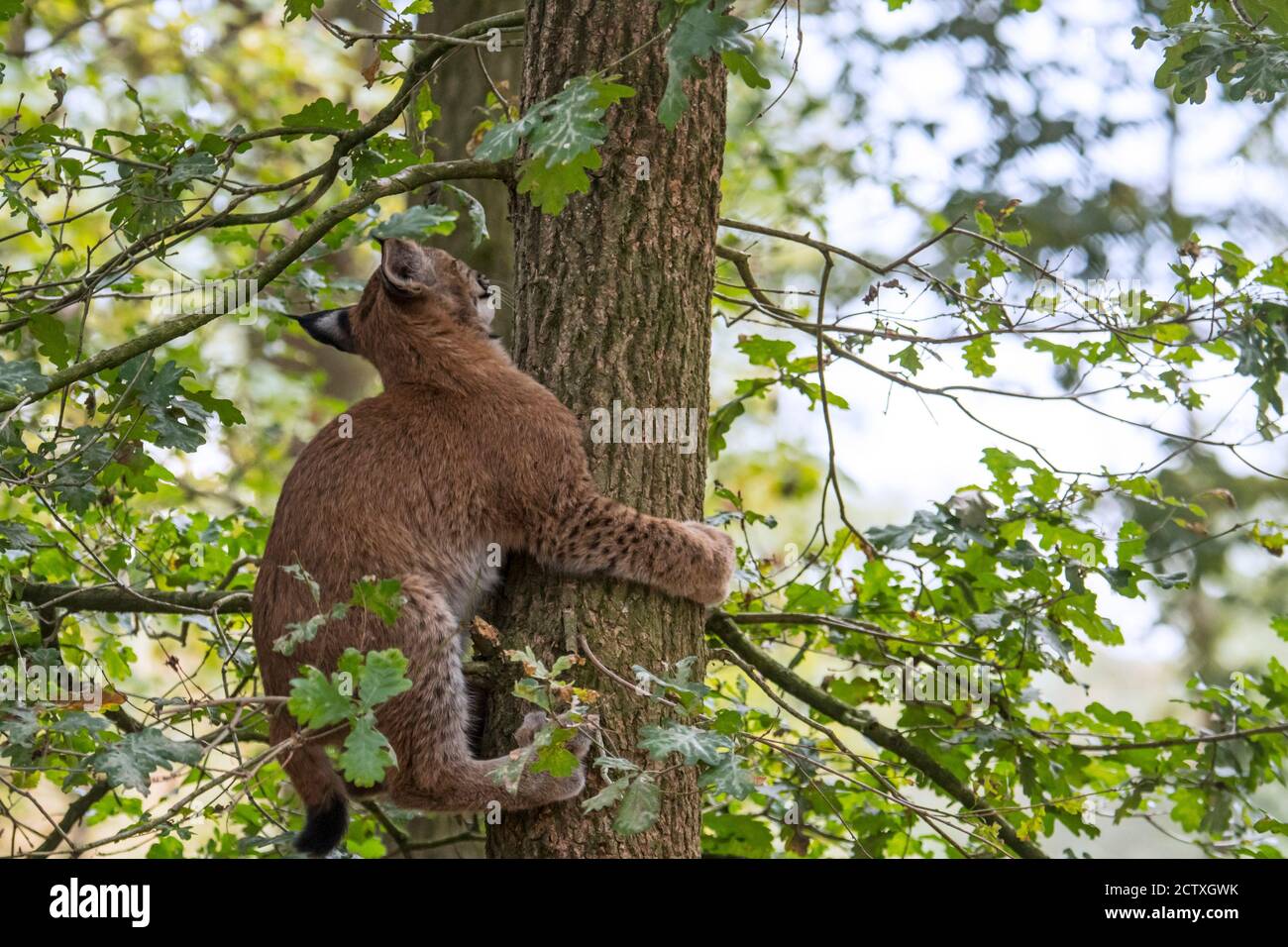 Young Eurasian lynx (Lynx lynx) juvenile climbing oak tree in deciduous ...