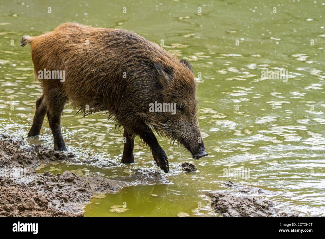 Wild boar (Sus scrofa) juvenile foraging in the mud along lake shore ...