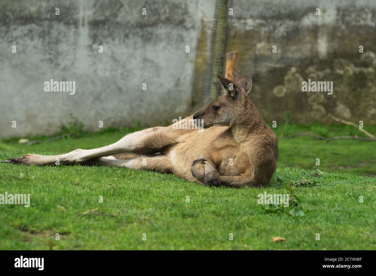 Kangaroo zoo side view hi-res stock photography and images - Alamy