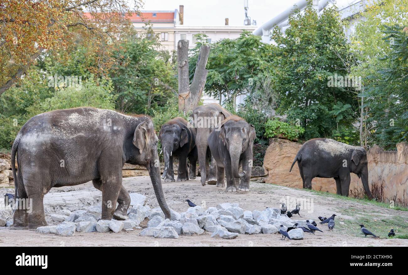 Leipzig, Germany. 25th Sep, 2020. The five Asian elephants Thuza (l-r ...