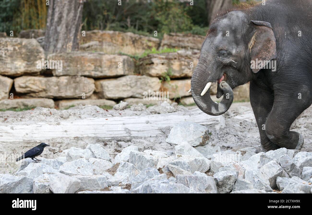 Leipzig, Germany. 25th Sep, 2020. The young Asian bull elephant Edgar ...