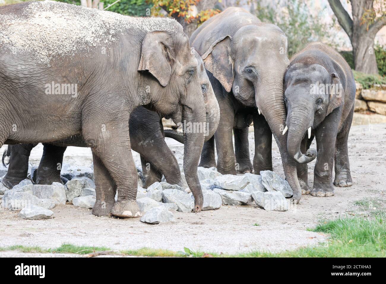 Leipzig, Germany. 25th Sep, 2020. The five Asian elephants Astra (l-r ...