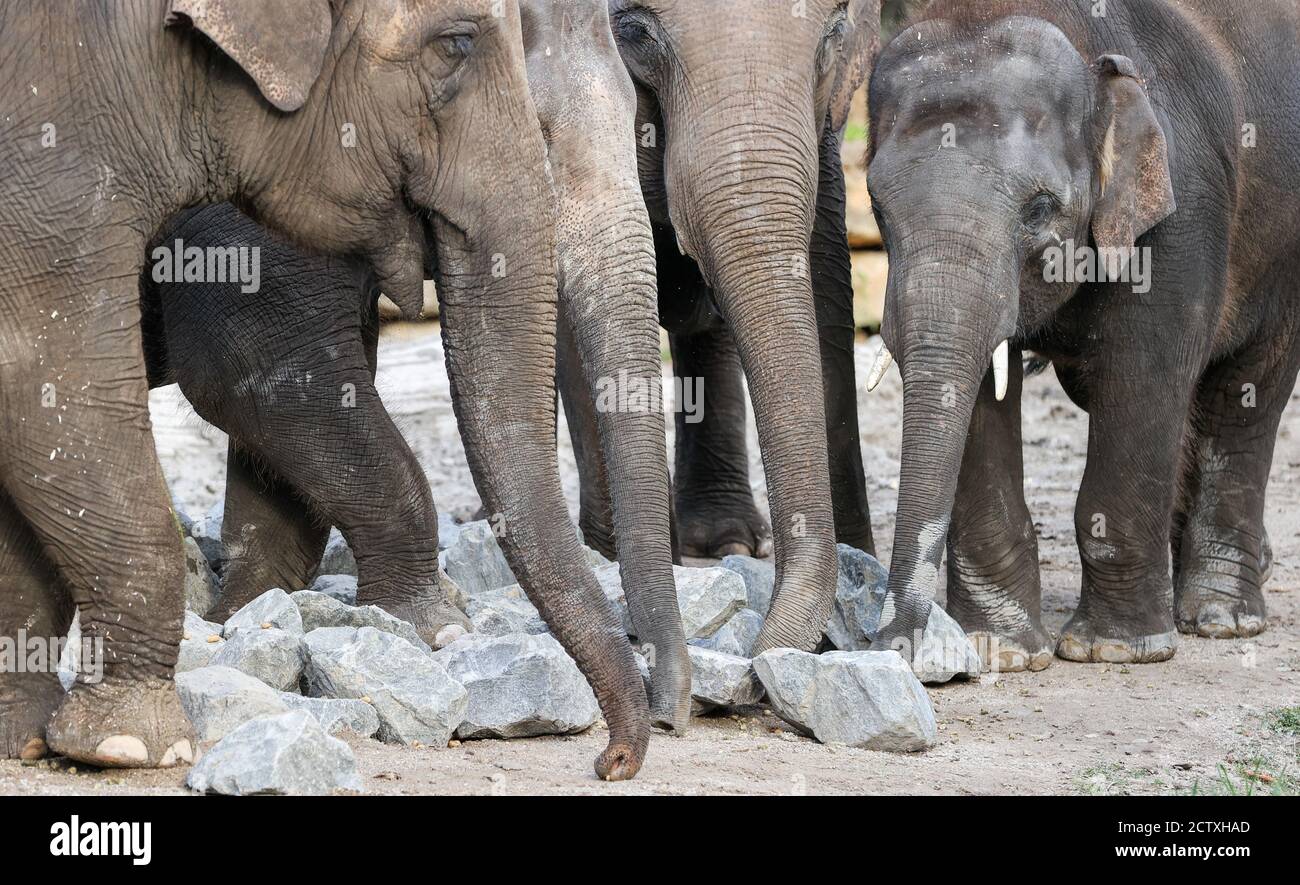 Leipzig, Germany. 25th Sep, 2020. The five Asian elephants Astra (l-r ...