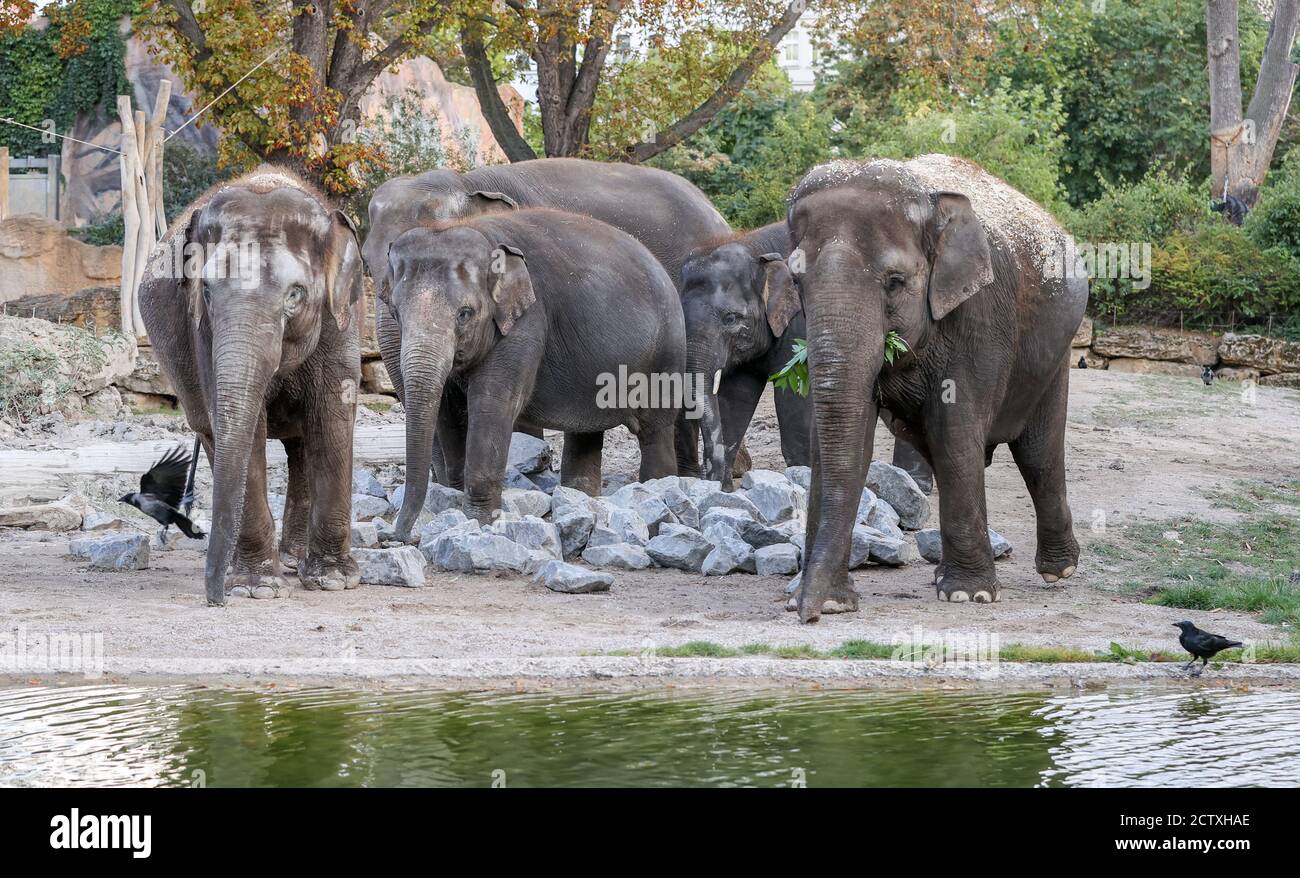 Leipzig, Germany. 25th Sep, 2020. The five Asian elephants Thuza (l-r ...