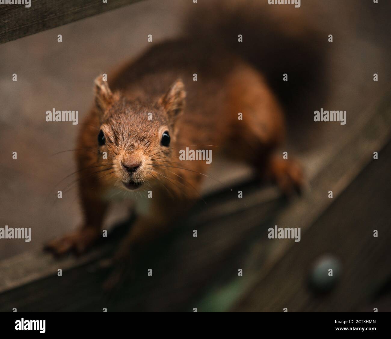 Red animals with fluffy tails hi-res stock photography and images - Alamy