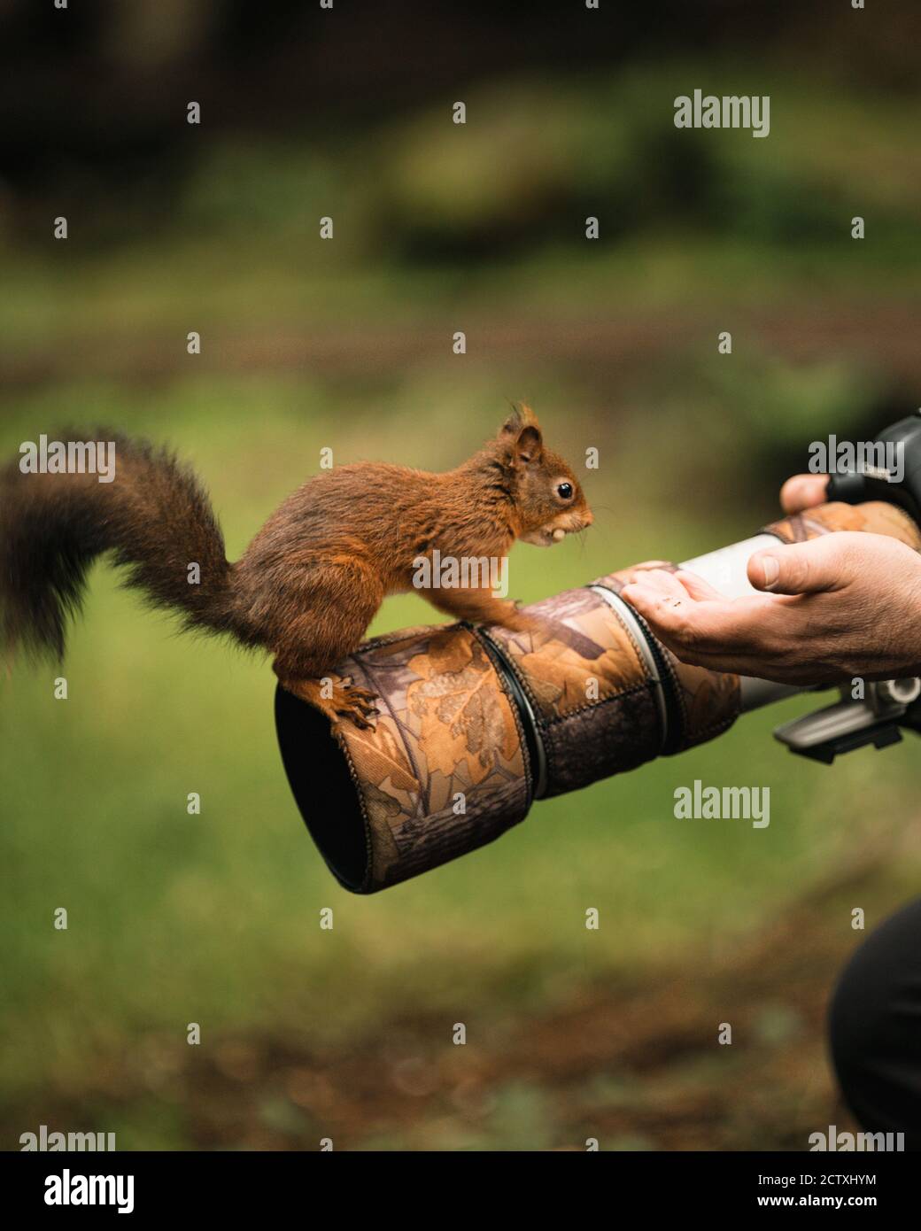 Red Squirrel Yorkshire High Resolution Stock Photography and Images - Alamy