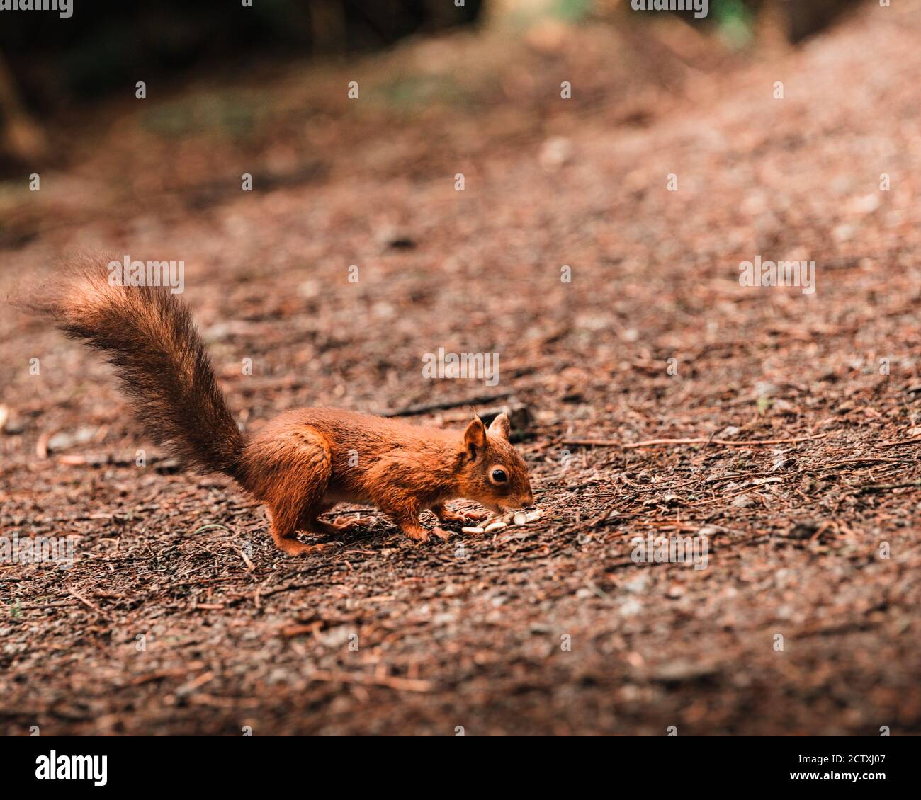 Dark brown red squirrel hi-res stock photography and images - Alamy