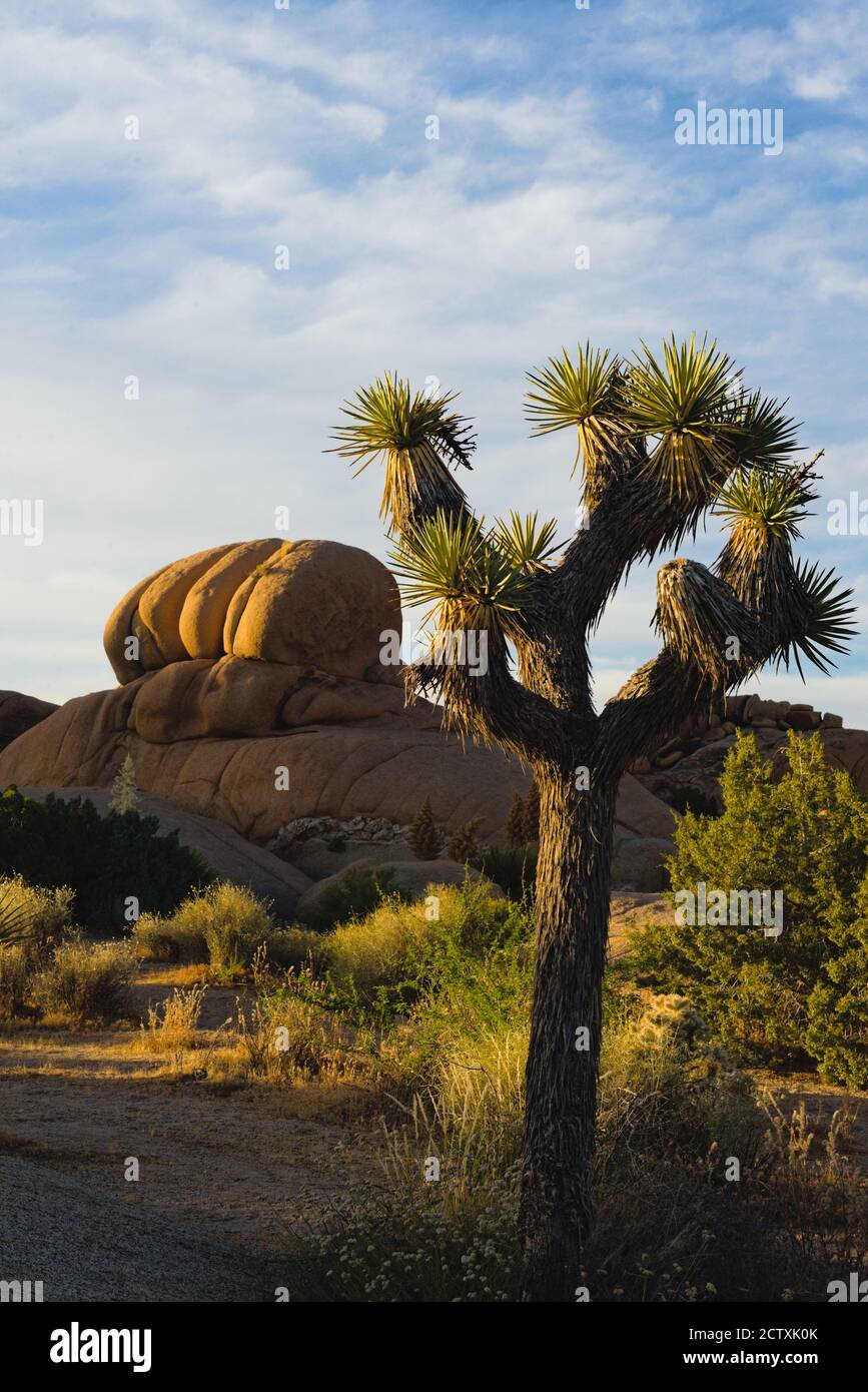 Joshua Tree beauty of California desert Joshua Tree park landscape ...