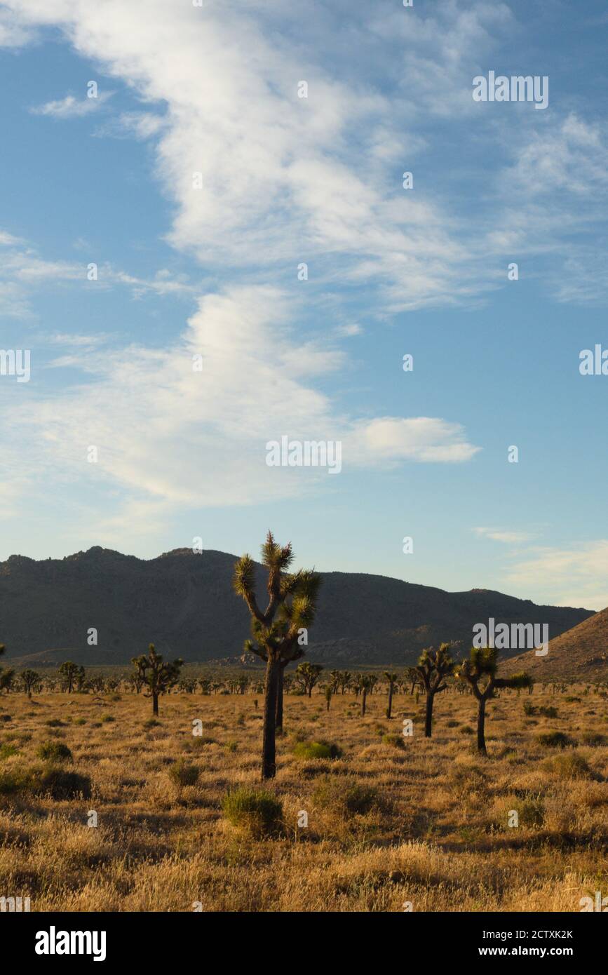 Joshua Tree beauty of California desert Joshua Tree park landscape ...