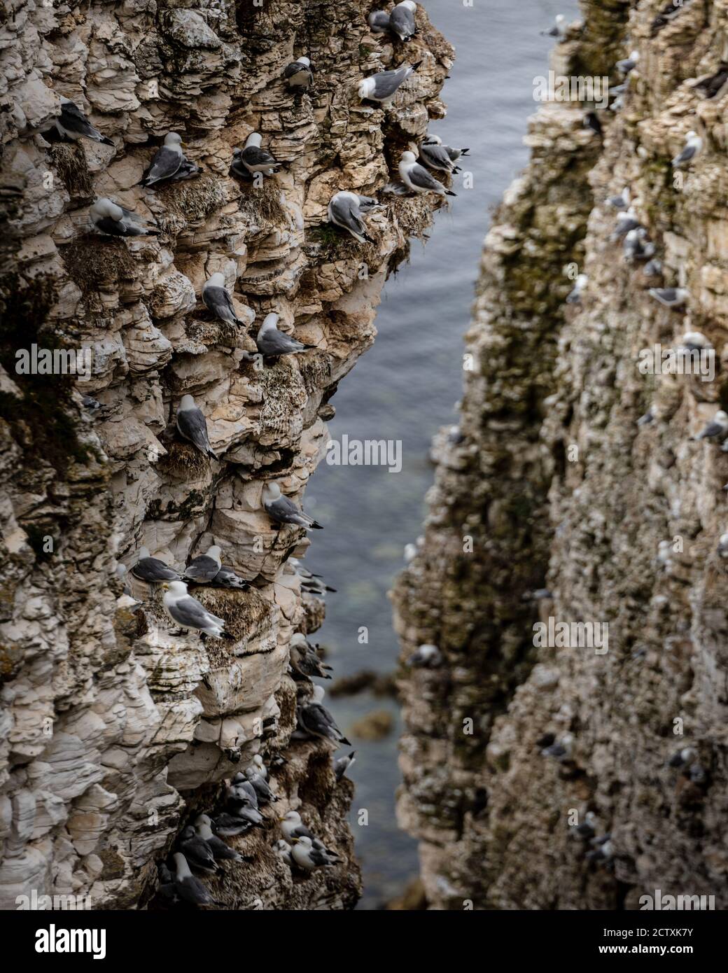 Birds of bempton hi-res stock photography and images - Alamy