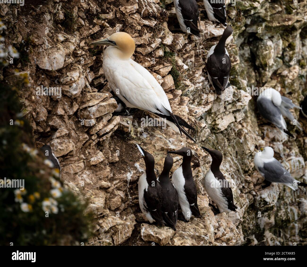 Birds clutching rocks at Bempton Cliffs Stock Photo - Alamy