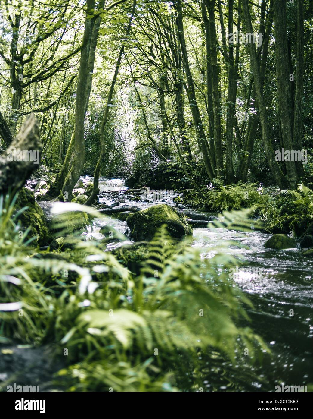 Woodland waterfalls hi-res stock photography and images - Alamy