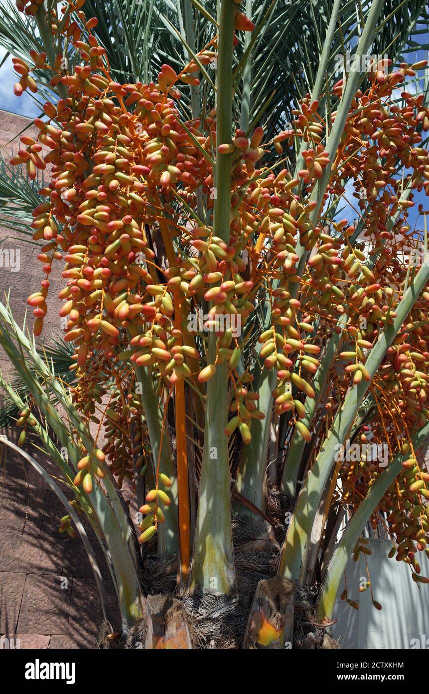 Date palm (phoenix dactylifera) close-up in Sardinia, Italy Stock Photo ...