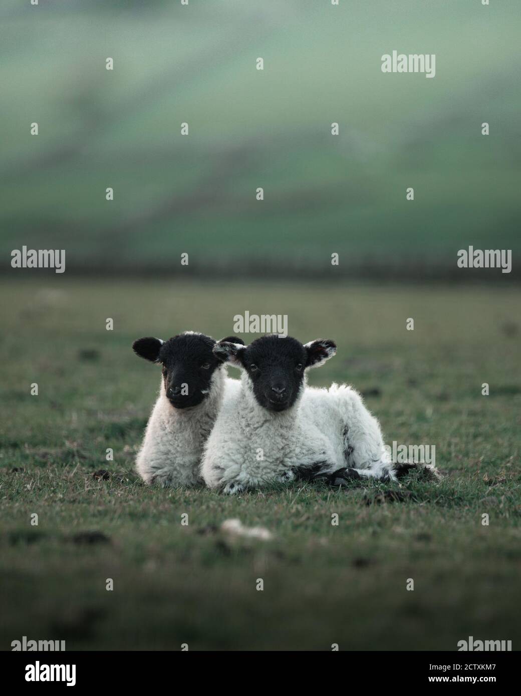 Two little lambs sitting together in a field Stock Photo - Alamy