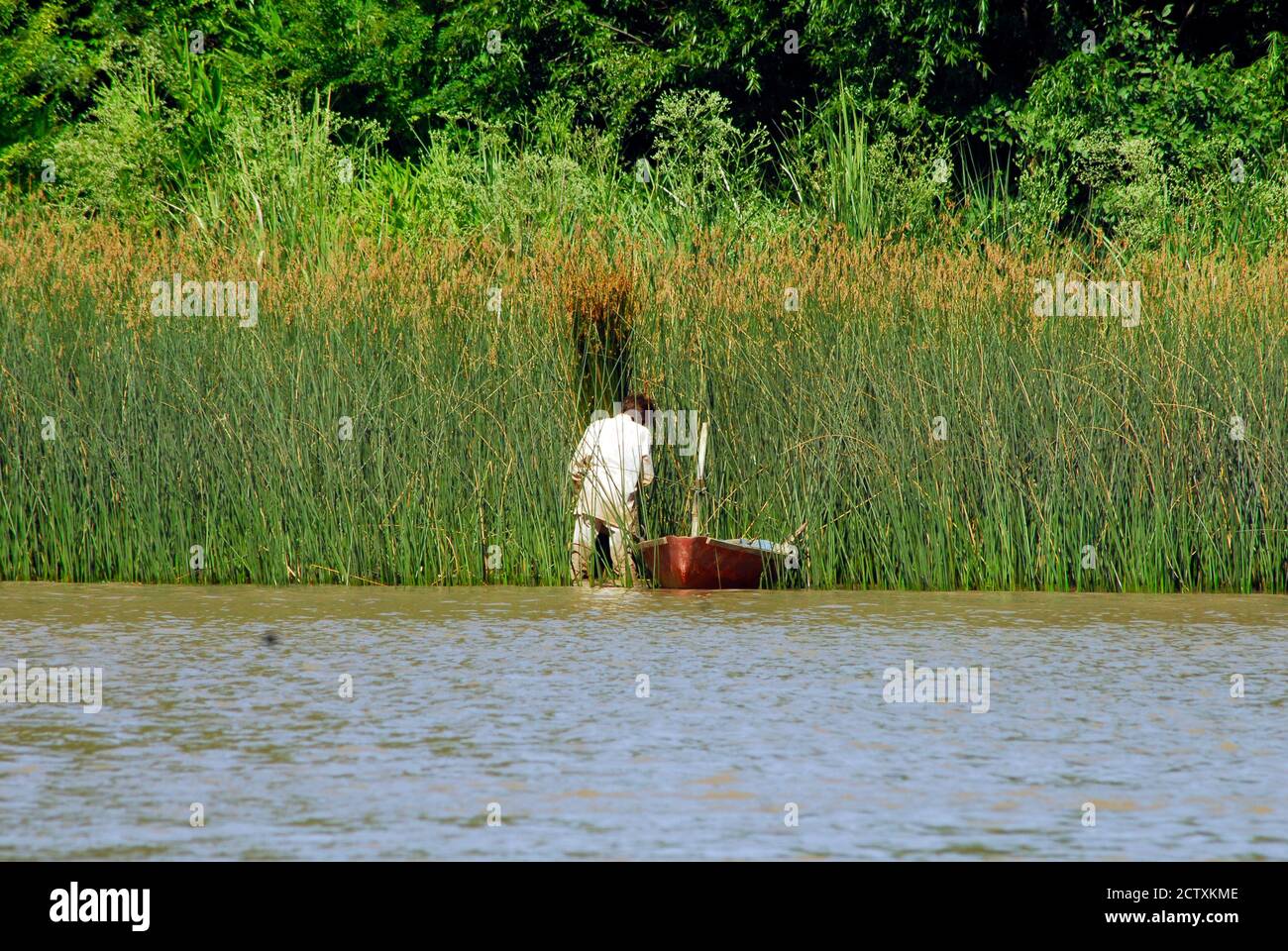 green reed plants at the water, a biotope in nature Stock Photo - Alamy