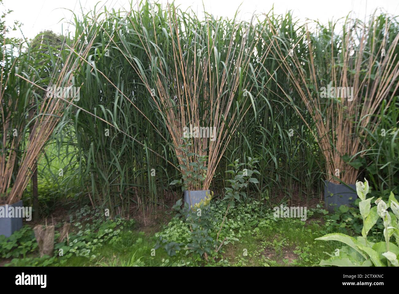 green reed plants at the water, a biotope in nature Stock Photo - Alamy