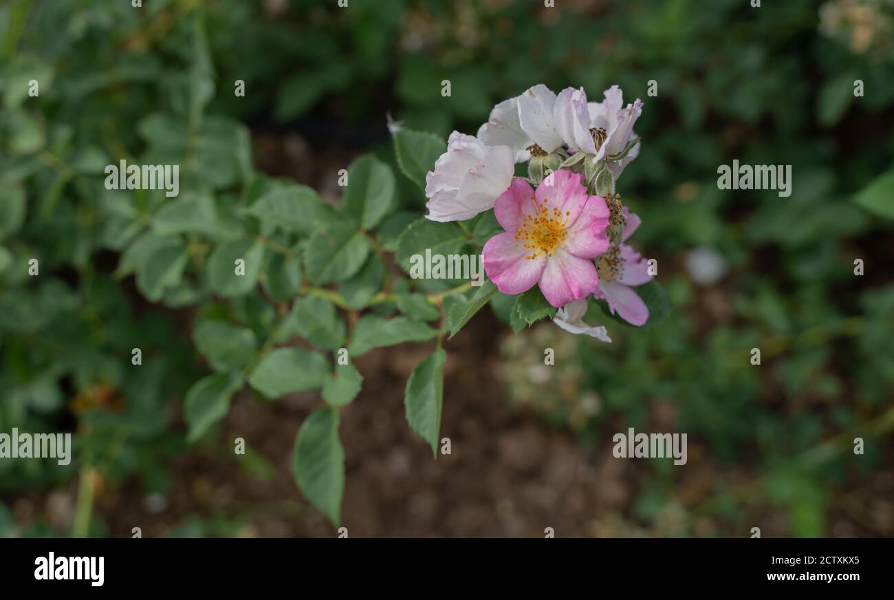 Alpine rose (rosa pendulina) hi-res stock photography and images - Alamy