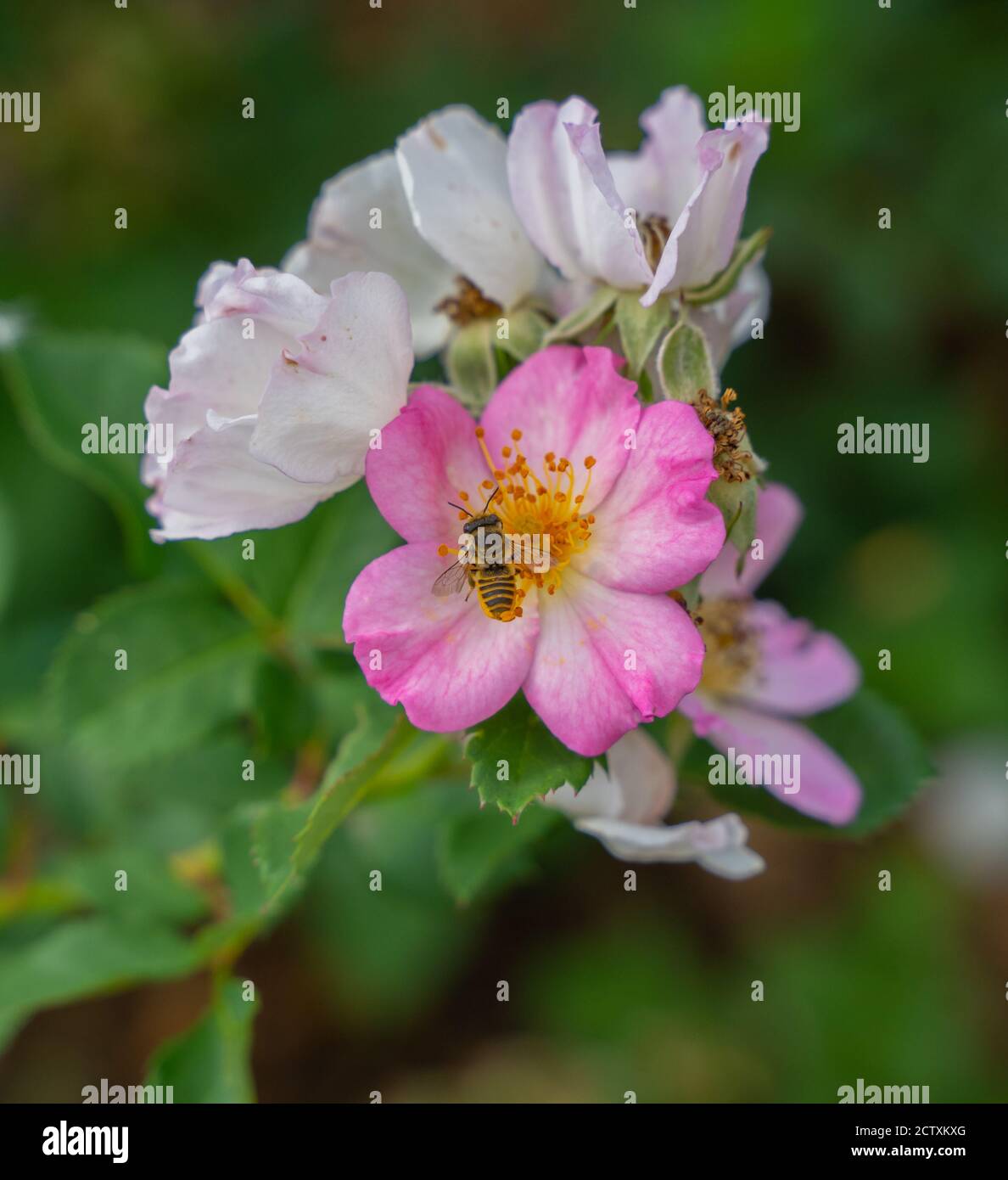 Alpine rose (rosa pendulina) hi-res stock photography and images - Alamy