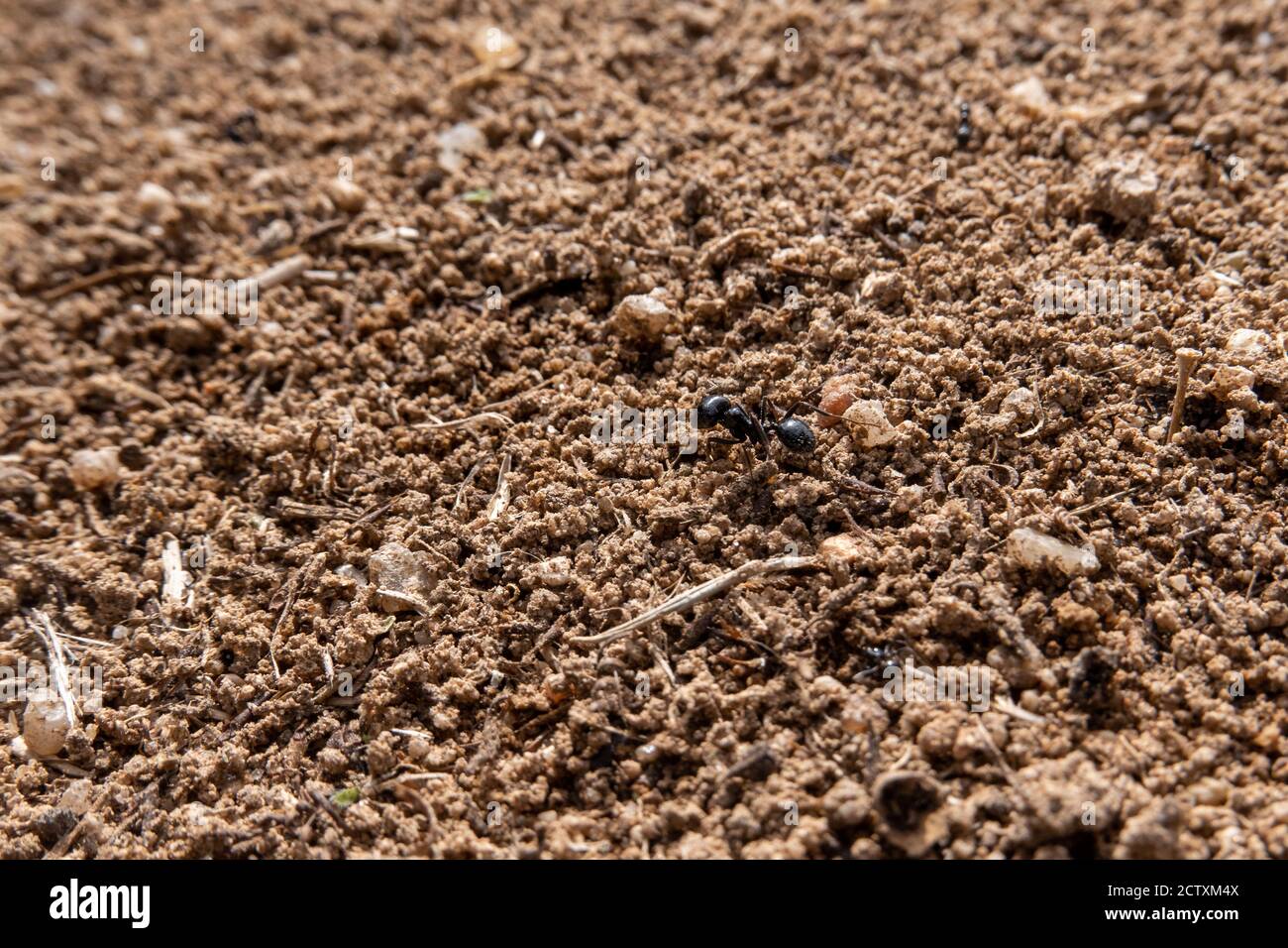 Natural ant movement hi-res stock photography and images - Alamy