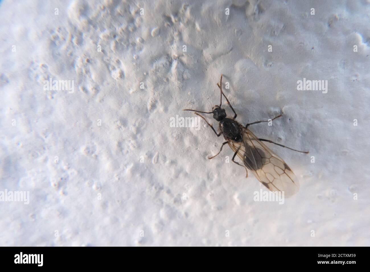 Winged ants hi-res stock photography and images - Alamy