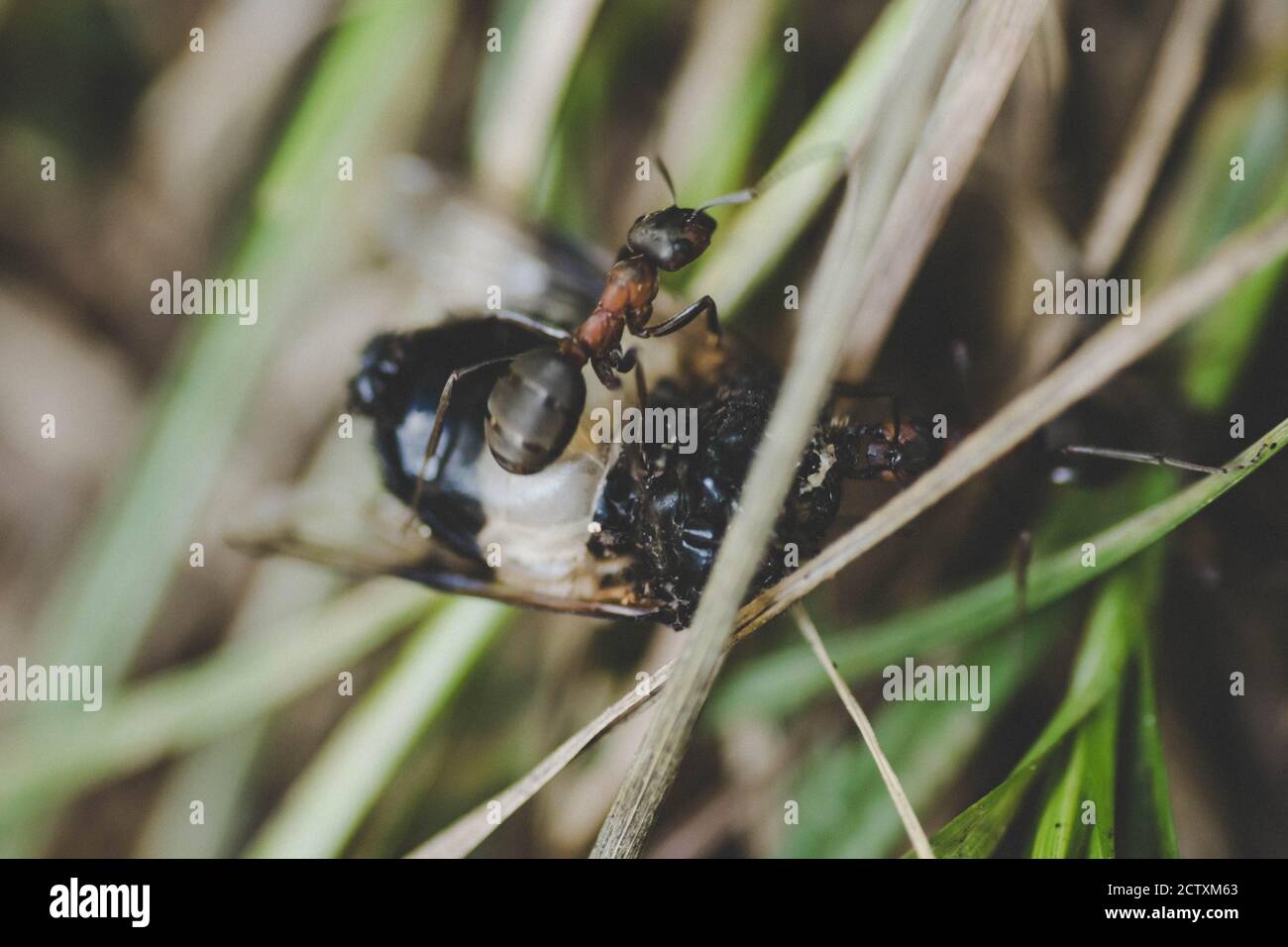 ants eating an insect Stock Photo - Alamy