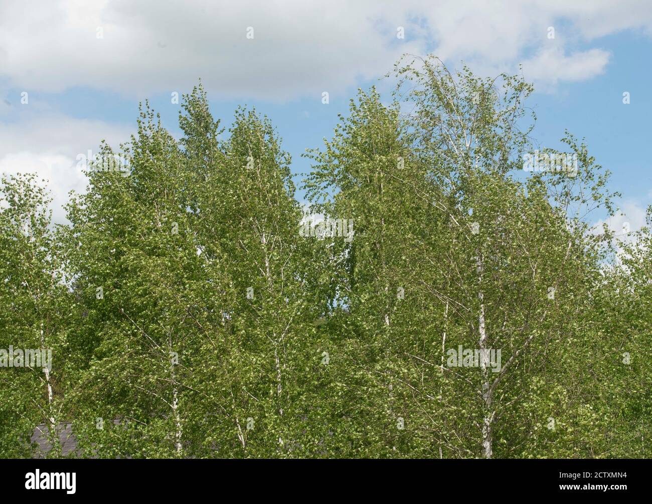 Birch tree in the landscape, deciduous tree with leaves in nature Stock ...
