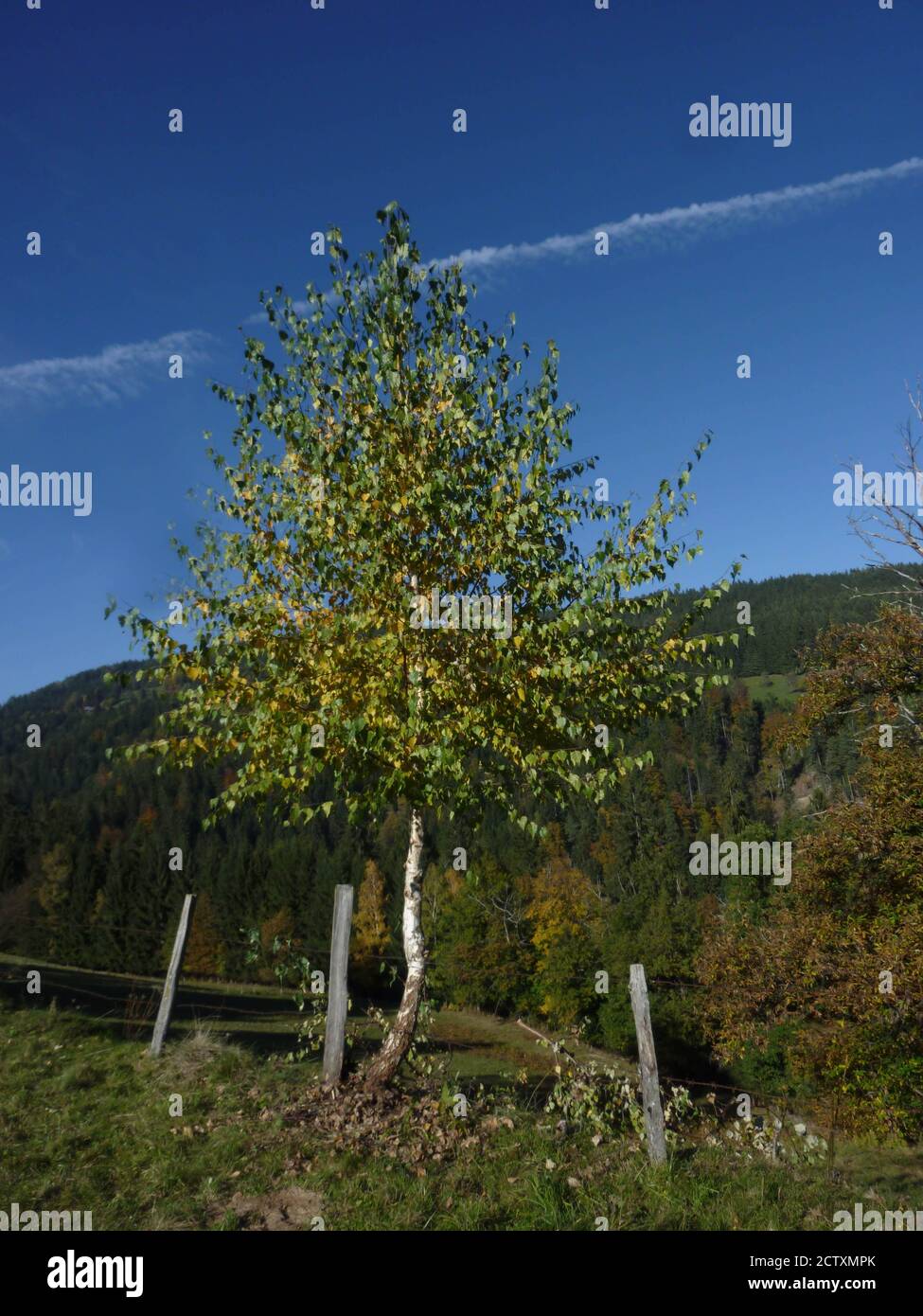 Birch tree in the landscape, deciduous tree with leaves in nature Stock ...