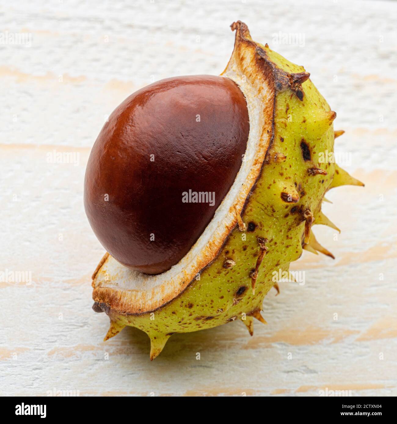 Horse chestnut (Conker) in husk on white wooden board Stock Photo - Alamy