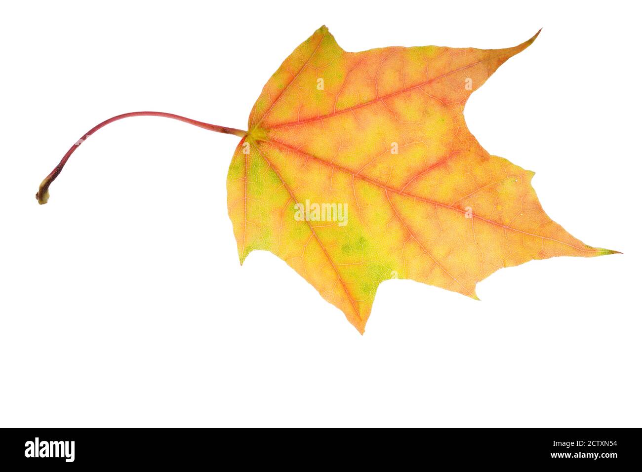 Fall autumn theme maple Cut Out Stock Images & Pictures - Alamy