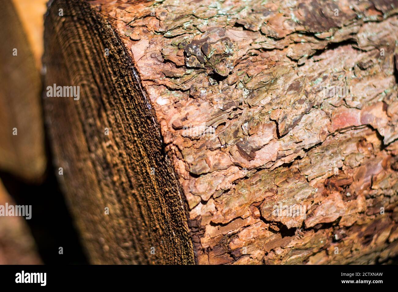 Surface of old tree trunk bark, embossed texture Stock Photo - Alamy