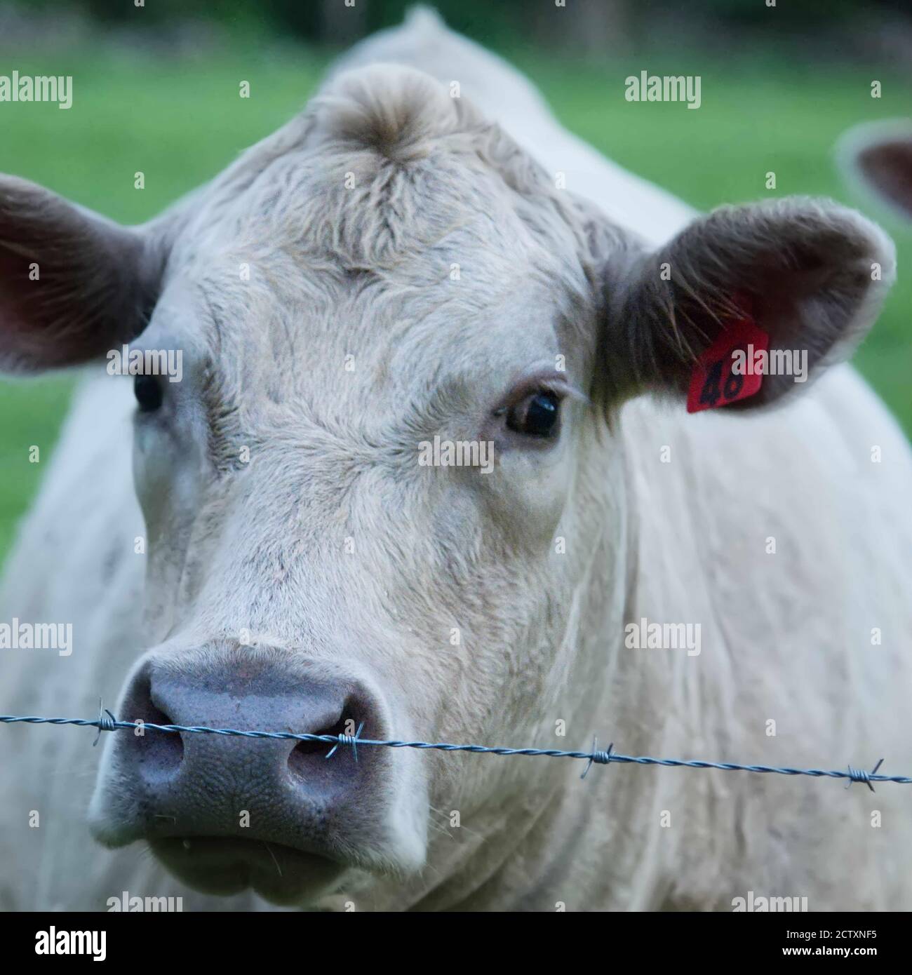 A white cow stares back across the barbed wire fence with menacing look ...