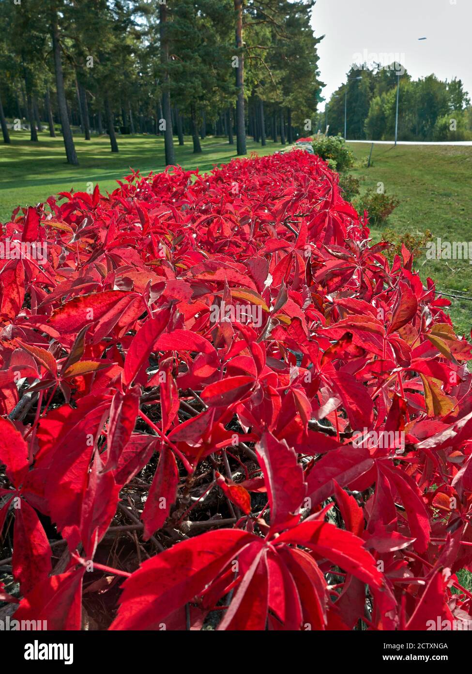 Autumn Virginia creeper vine growing on a fieldstone wall.Virginia ...