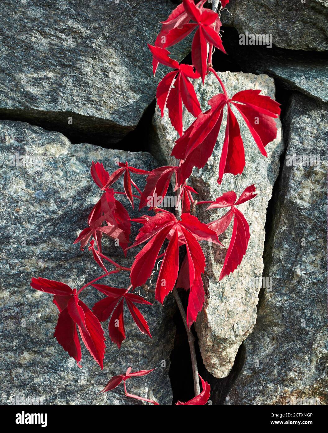Autumn Virginia creeper vine growing on a fieldstone wall.Virginia ...