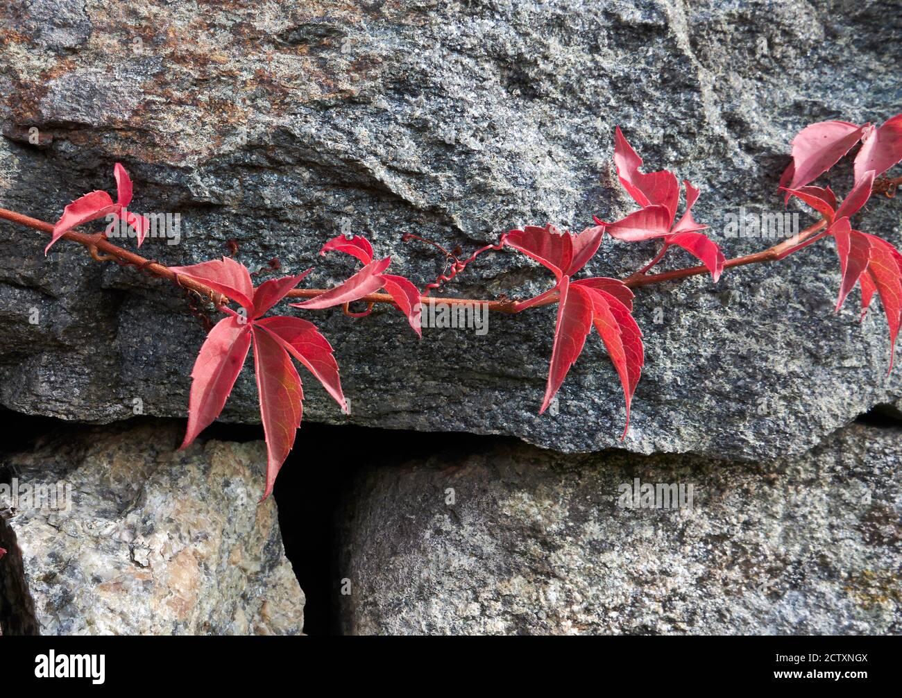 Autumn Virginia creeper vine growing on a fieldstone wall.Virginia ...