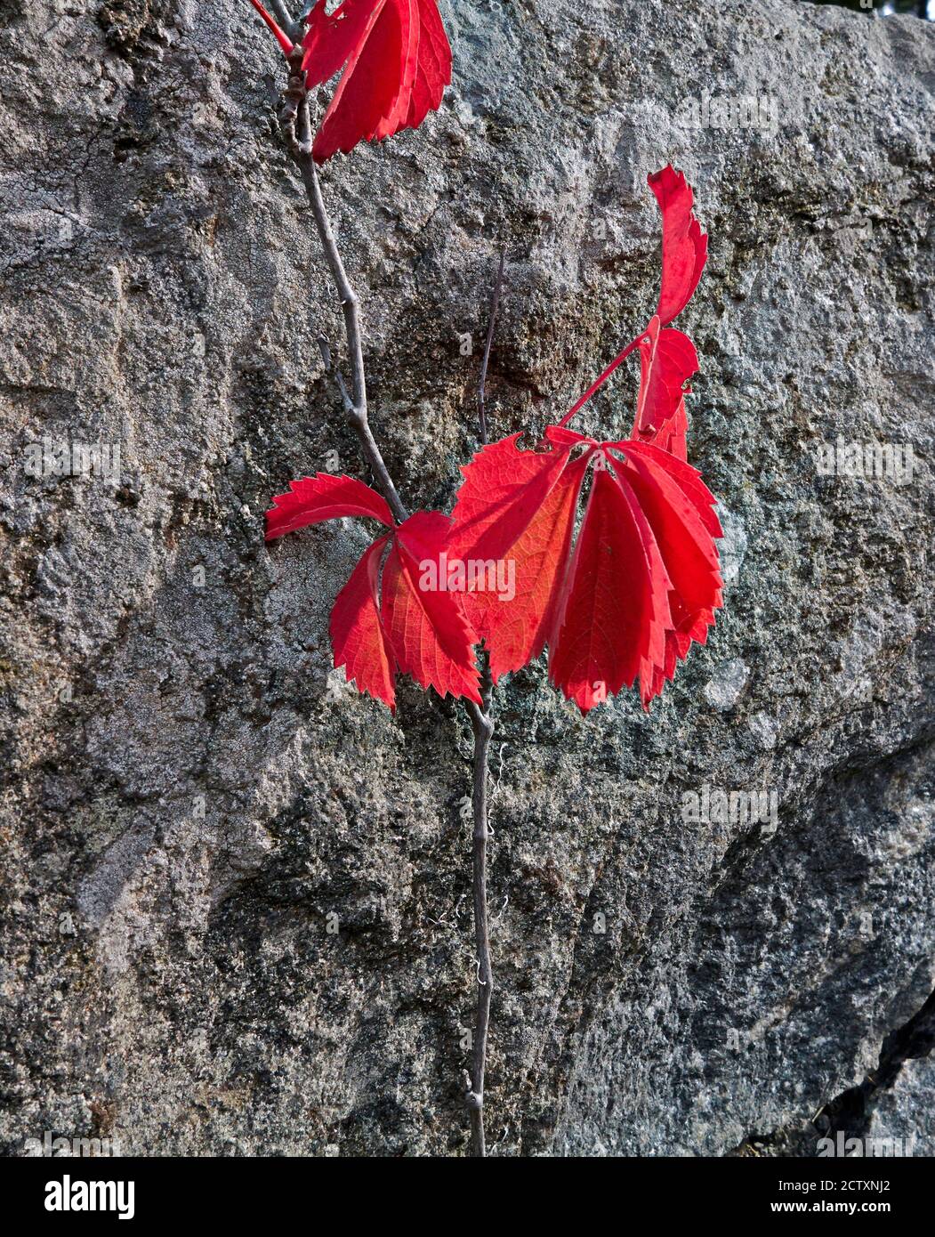 Autumn Virginia creeper vine growing on a fieldstone wall.Virginia ...