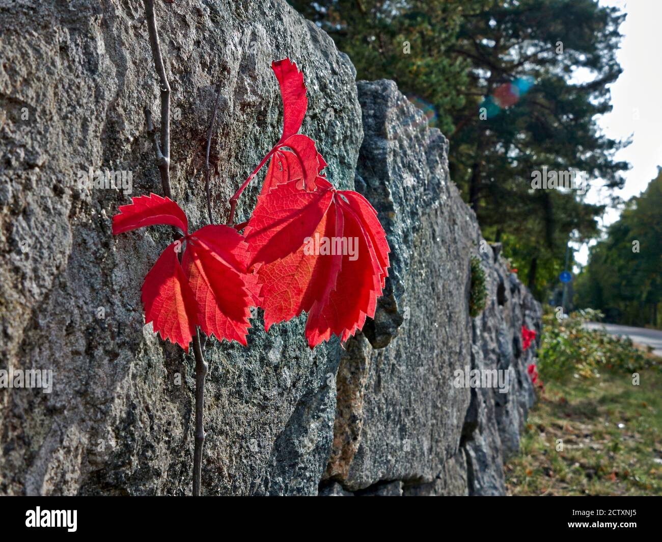 Autumn Virginia creeper vine growing on a fieldstone wall.Virginia ...
