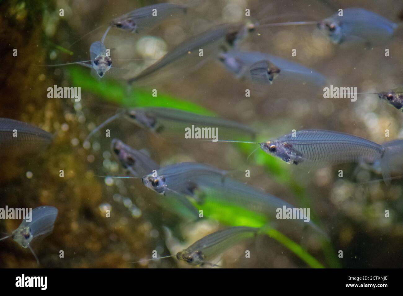 Guppy fish hi-res stock photography and images - Alamy