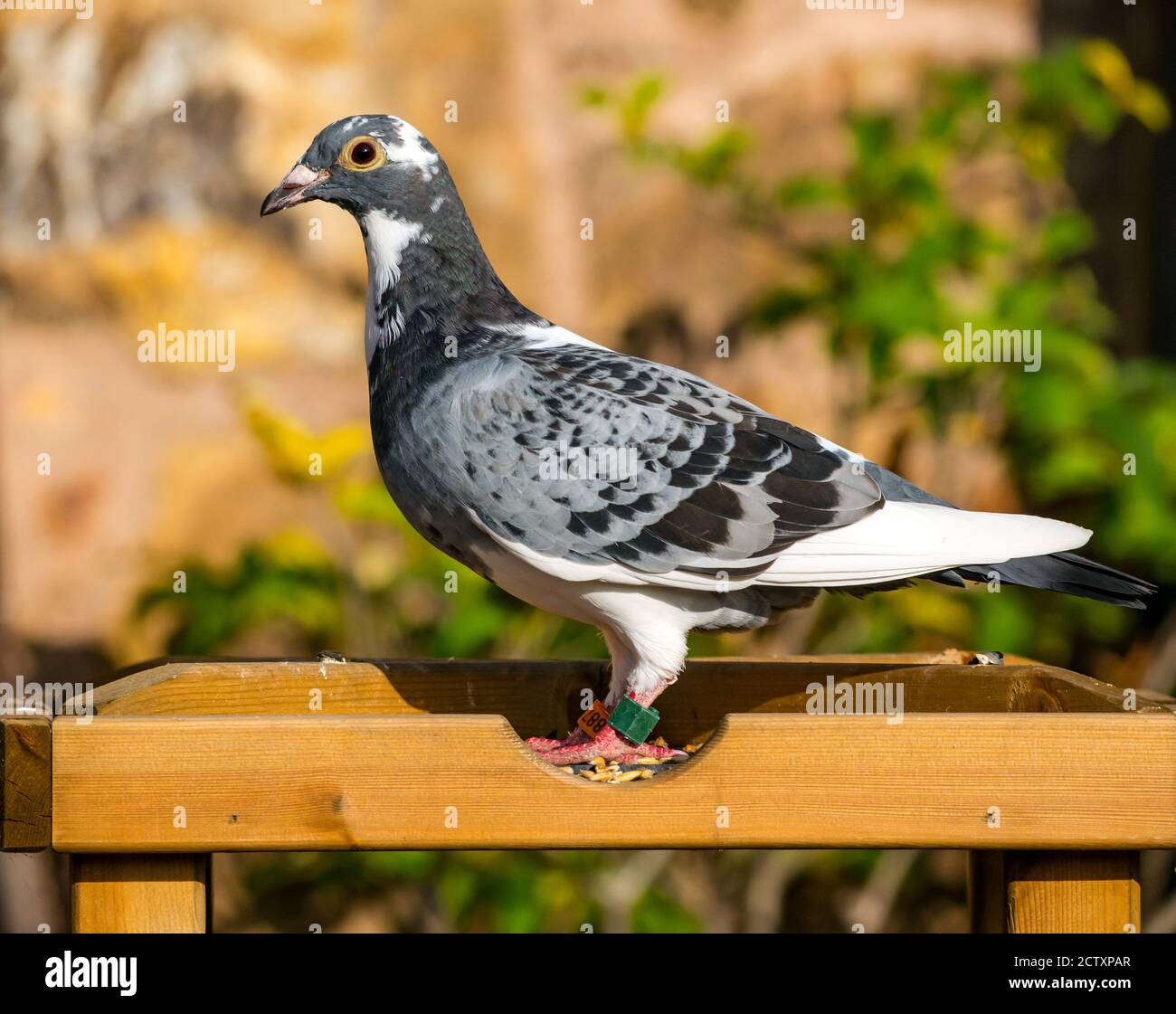 Racing pigeon hi-res stock photography and images - Alamy