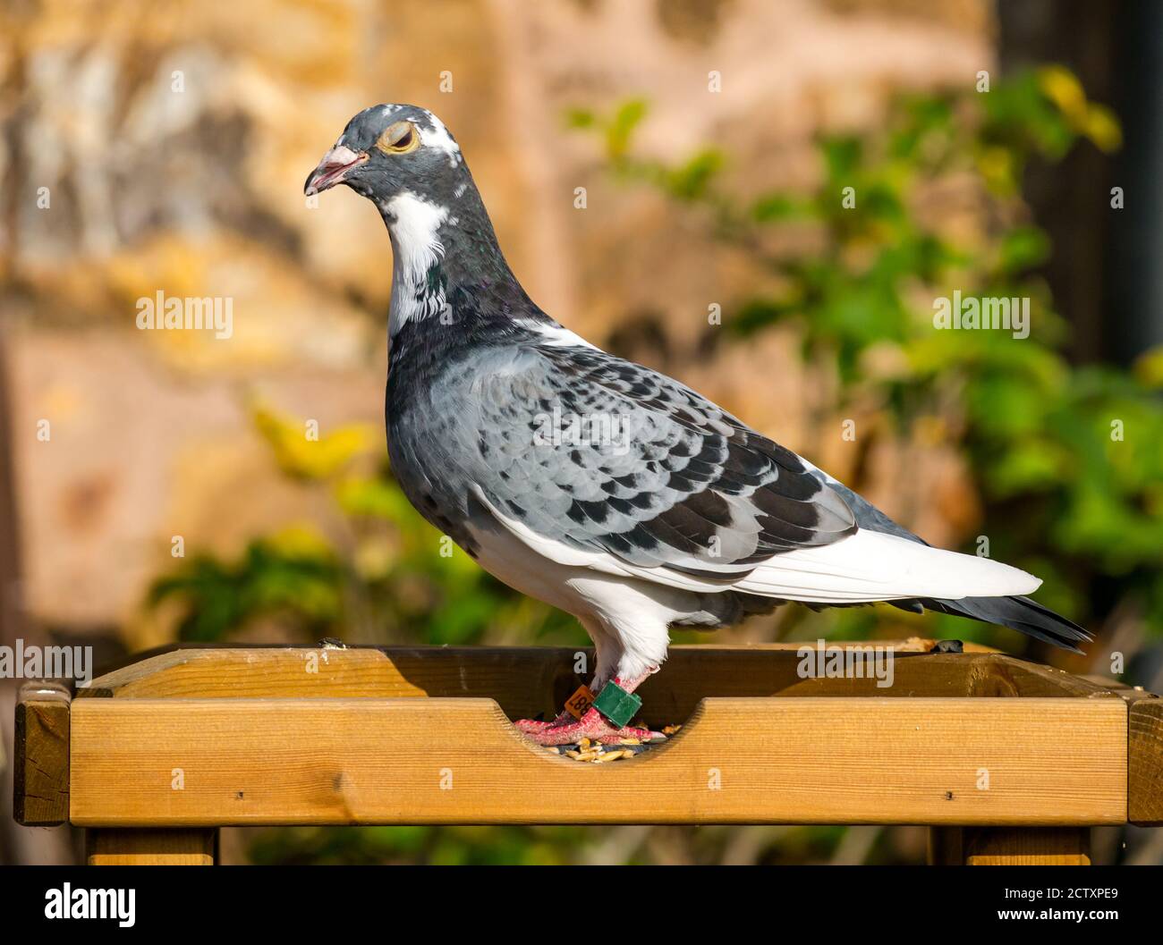 Homing pigeon uk hi-res stock photography and images - Alamy